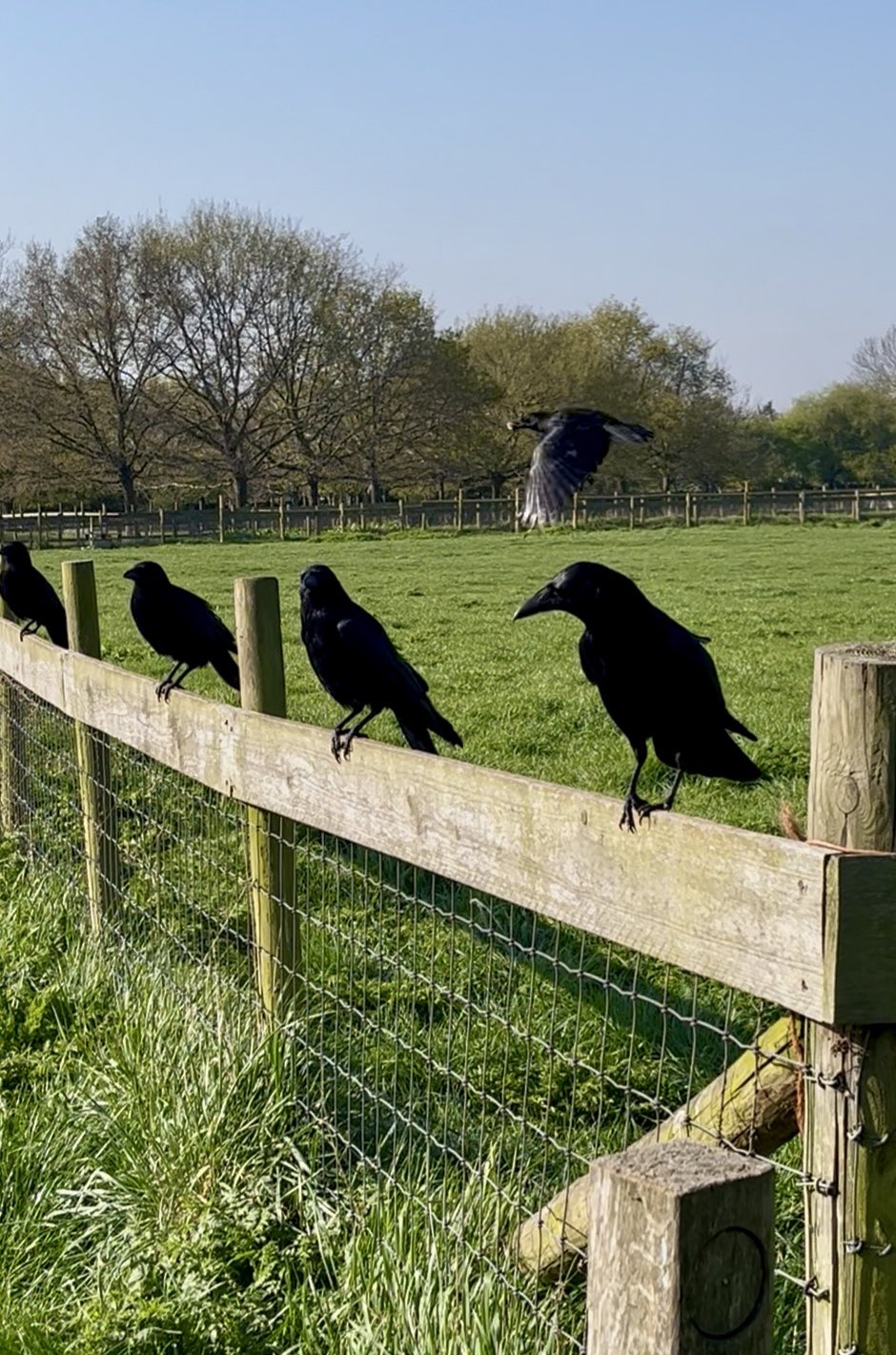 My Beautiful Crow I Had A Beautiful Relationship With This Crow For