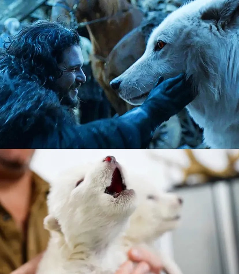 Thread by @thewolvenhour on Thread Reader App – Thread Reader App