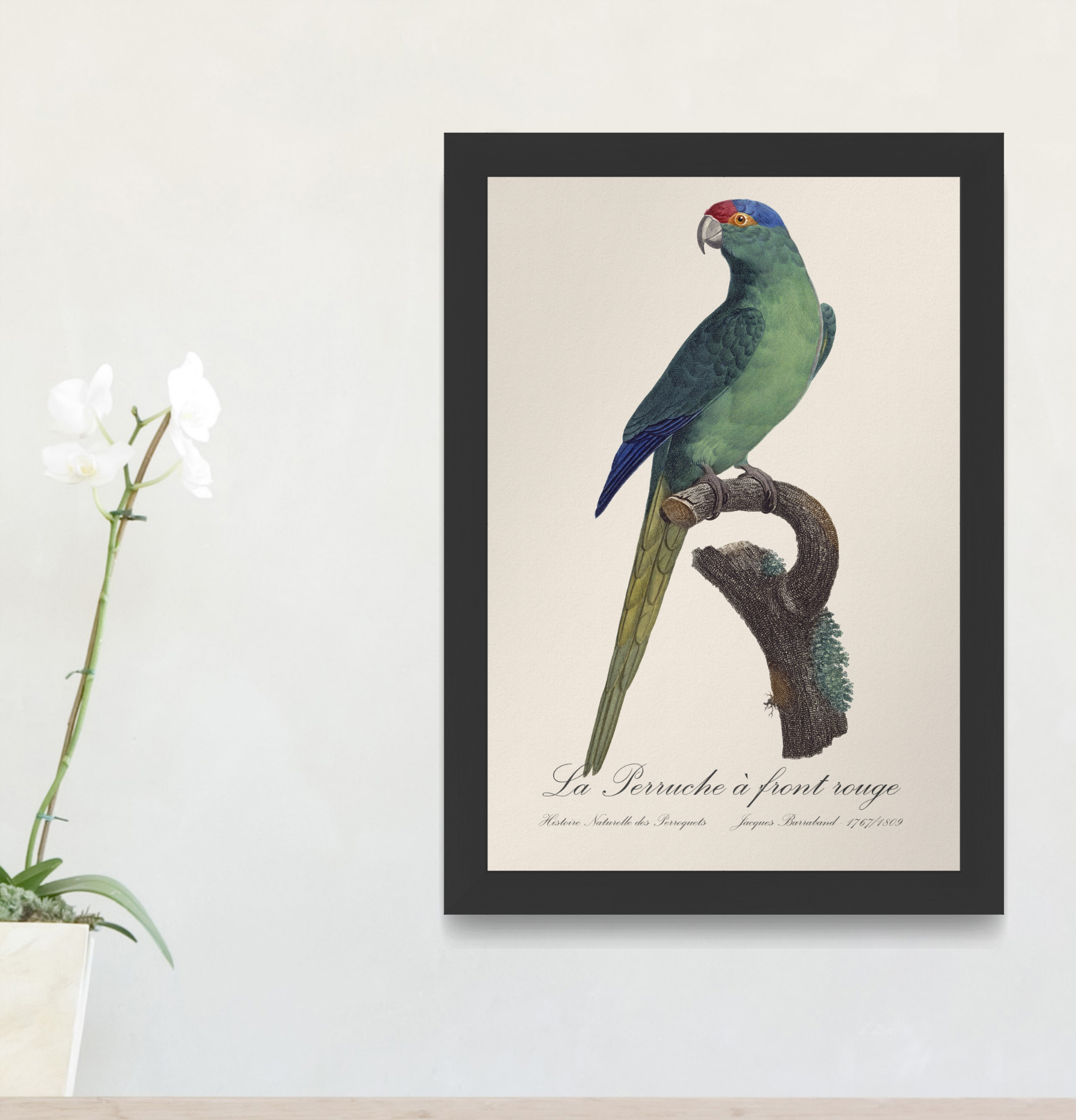 Perruche Rouge Stockfoto's Van Perruche Kakariki à Front Rouge,