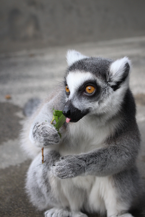 静岡市立日本平動物園 on X: 静岡市立日本平動物園 on X:
