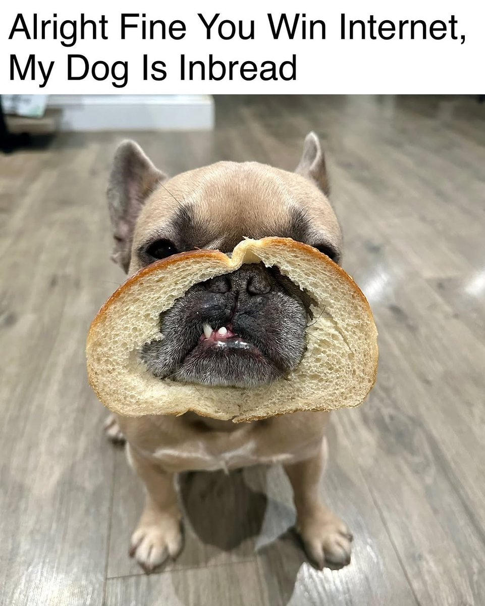 Pure Bread Dog Memes Bread Dog" Poster For Sale By CylinderOfMeat
