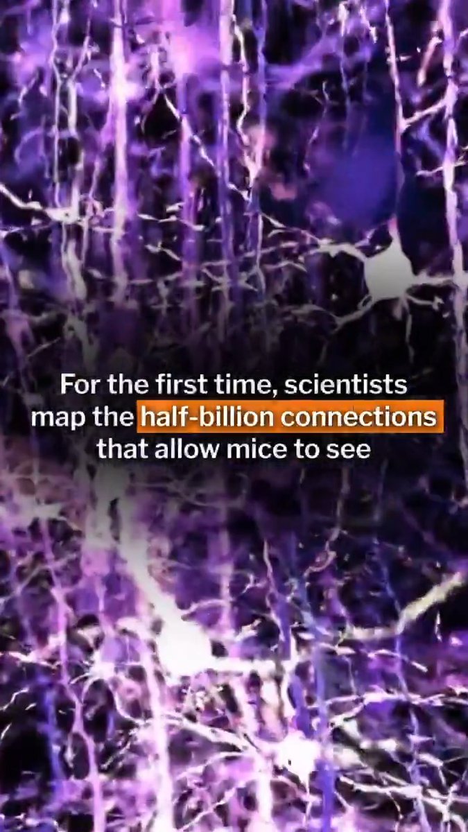 MICrONS Project Yields Largest Mammalian Brain Map, Unveiling Selective Inhibition in Mouse ...