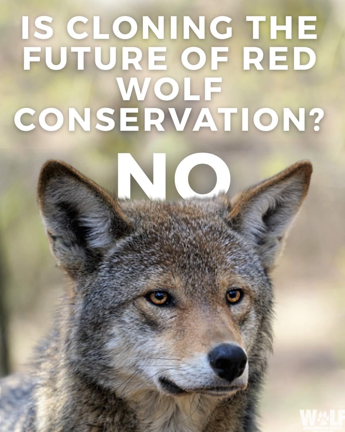 Wolf Protecting Human