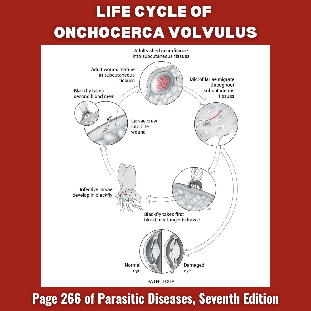 Onchocerca Volvulus Life Cycle
