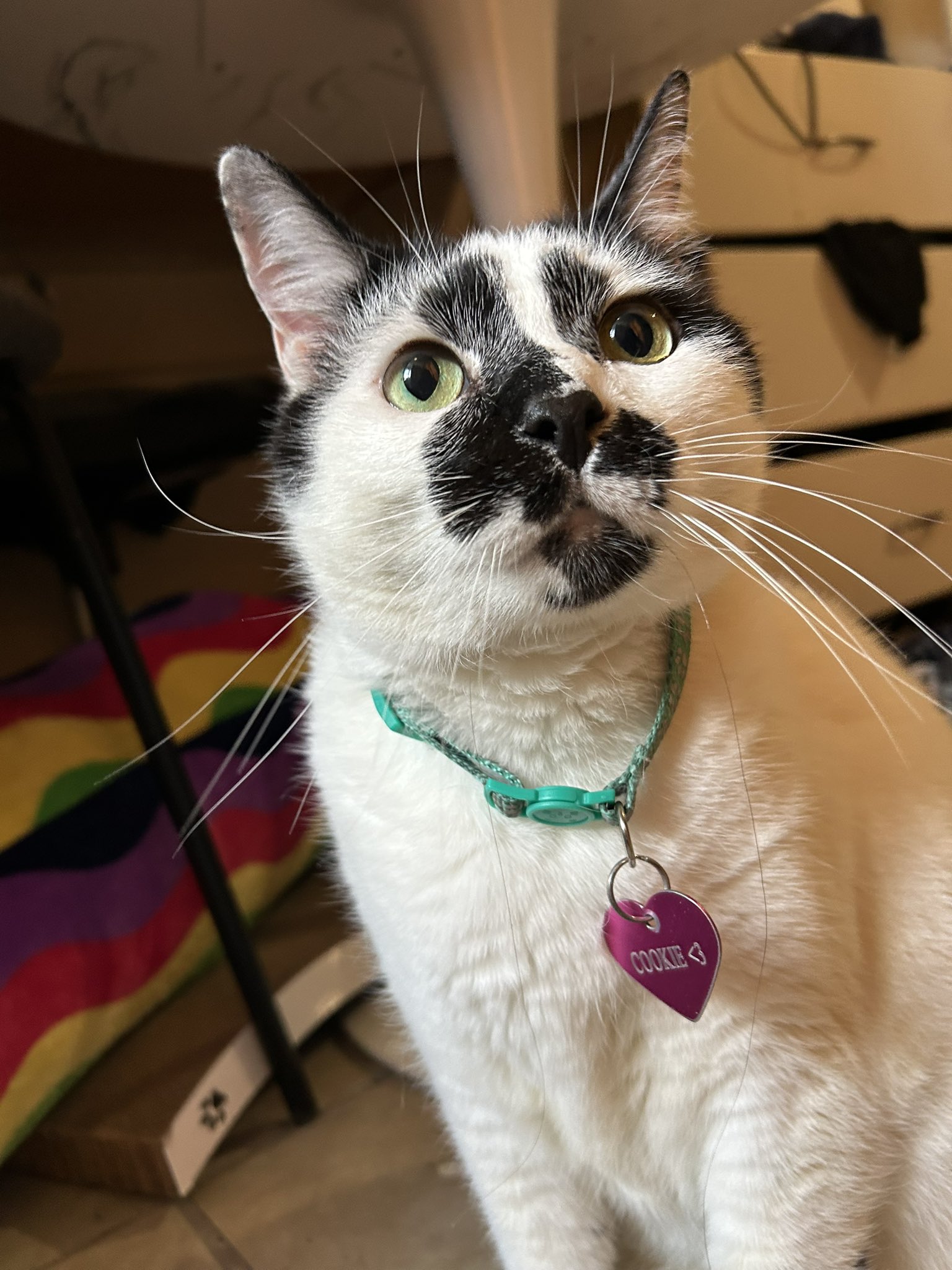 What Are Cats Cookie Meet Our New Kitty Cats!! Cookie, Butter, Moo,