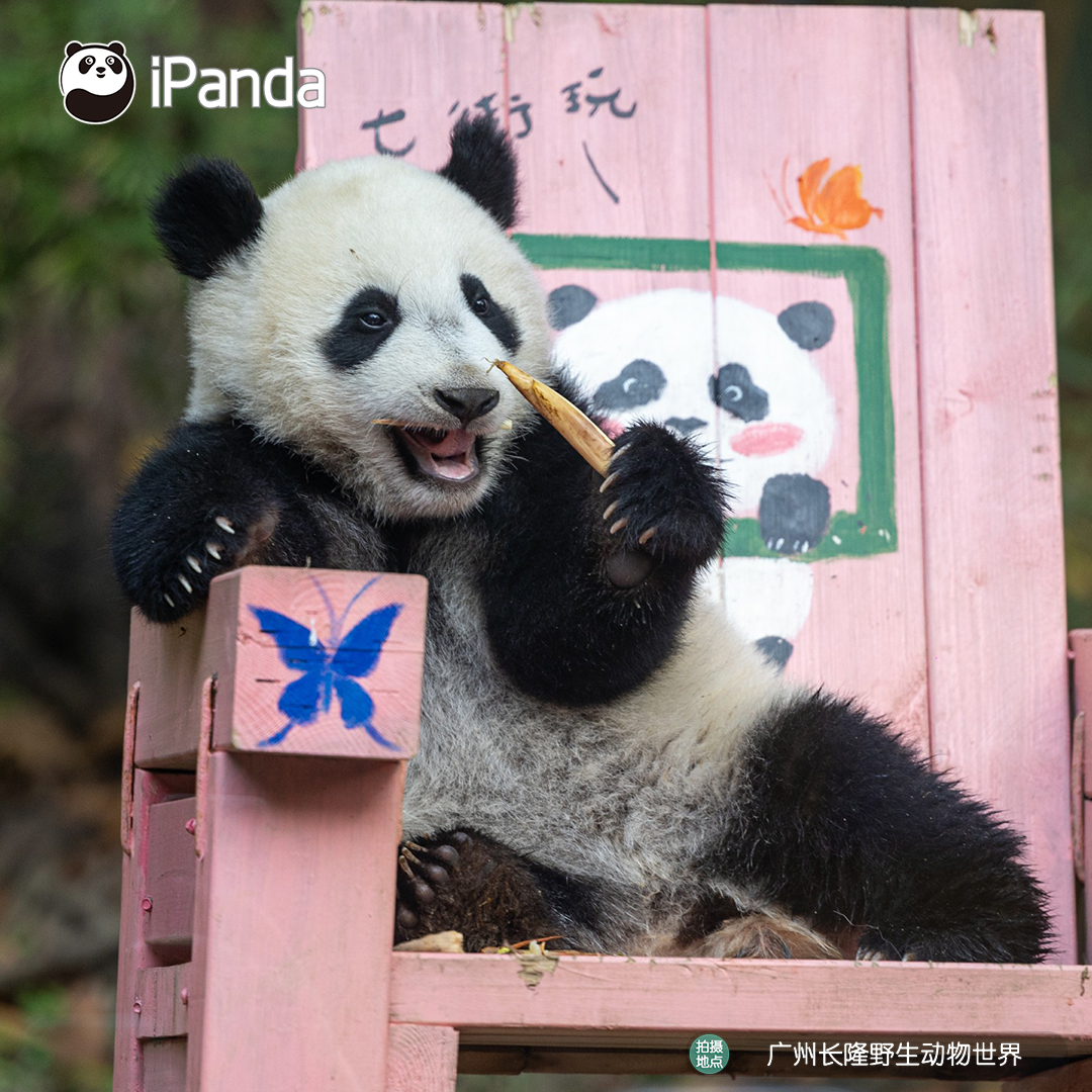 Ipanda Panda En Pinterest IPANDA