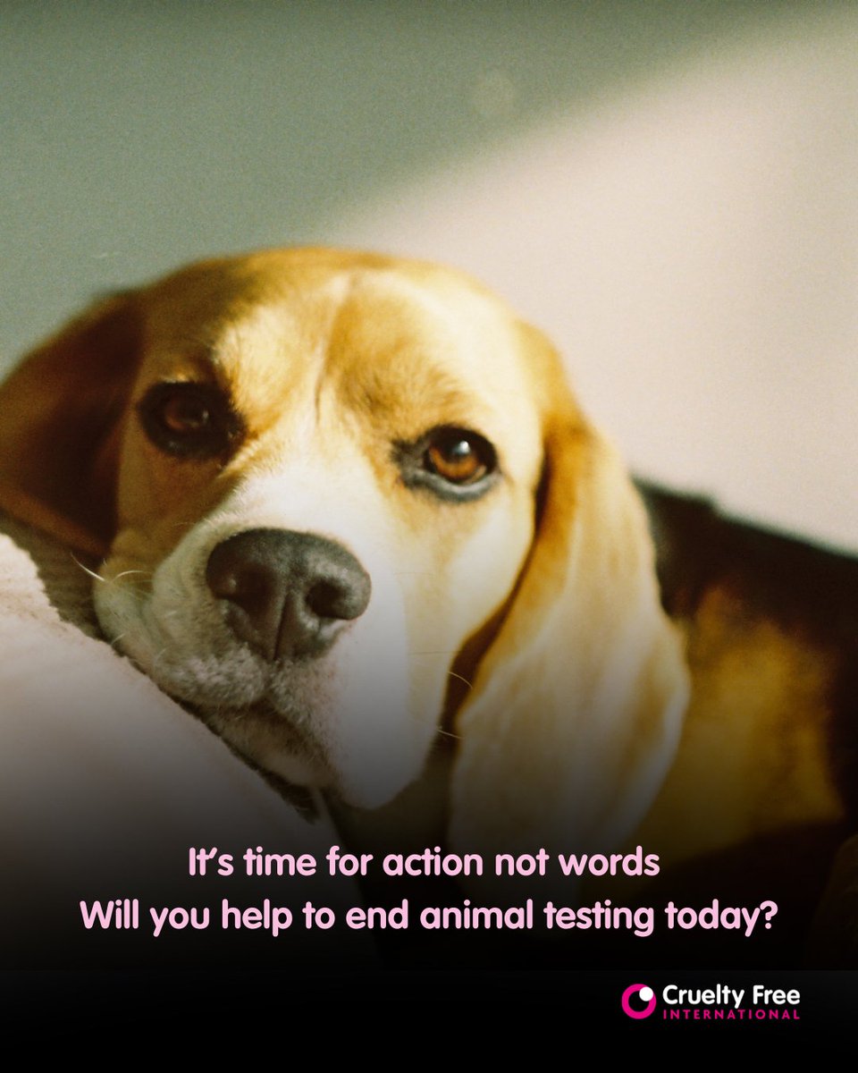 Stop Animal Testing Quotes Here Are Some "Stop Animal Cruelty" Quotes