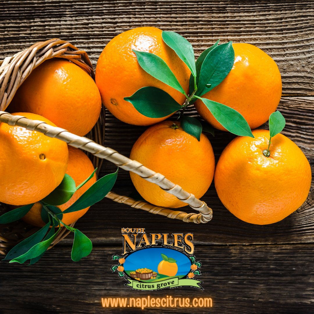 South Naples Citrus Grove (@NaplesCitrus) / Posts / X