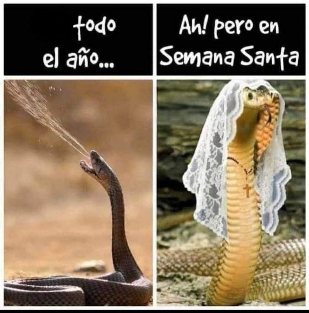 Memes Vibora Cuánta Razón! Búsqueda De Serpiente Taipan En CR