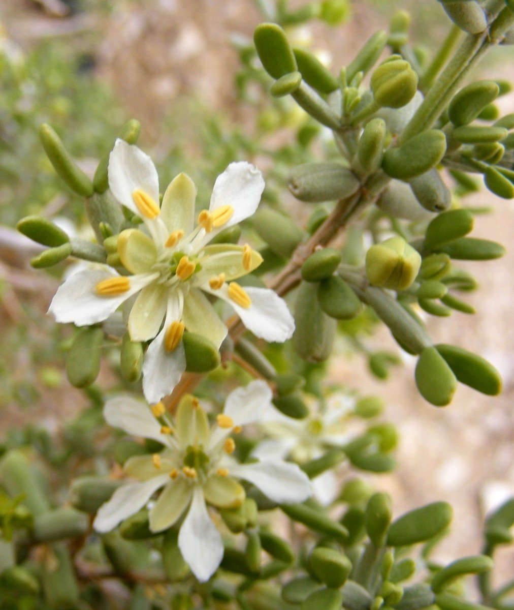 Thread By @trad_west_ - The Holy Shroud of Turin may be the...