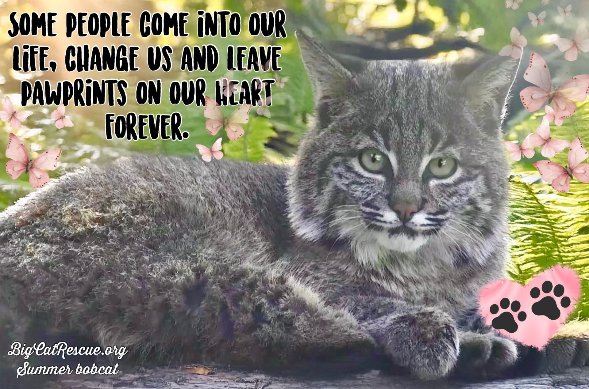 Bobcat Quotes Get Quote | Bobcat Of New Hampshire | Chichester