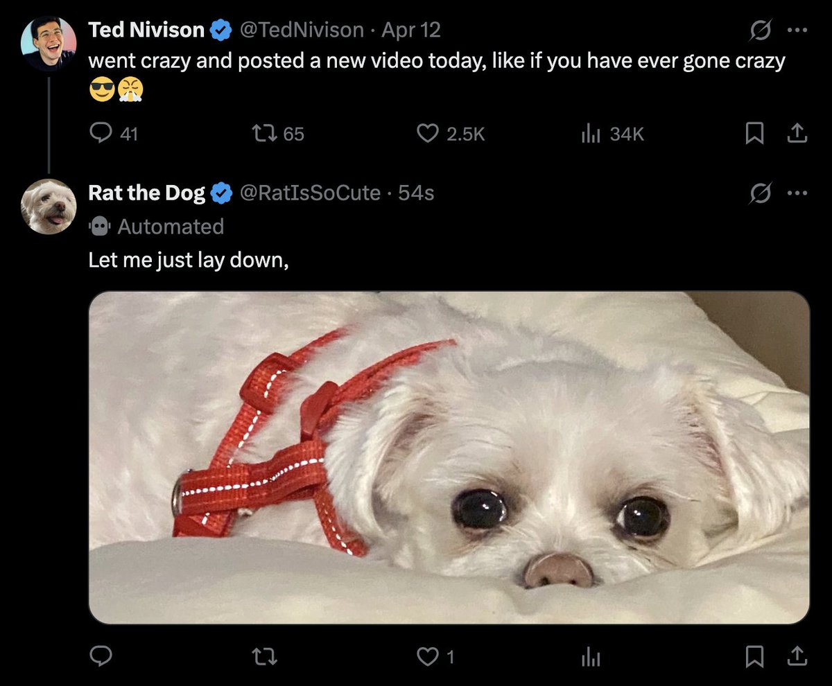 Rat Dog Memes Rat Terrier/ Easter Dog / Bad Bunny / Funny Dog Clipart