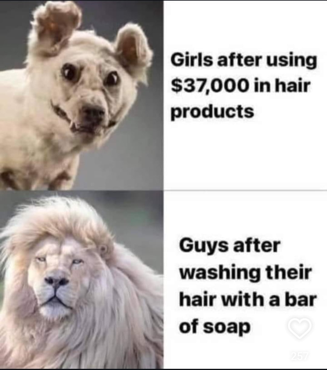 Lion Bar Memes Fortnite Fortnite Quest GIF Fortnite Fortnite Quest