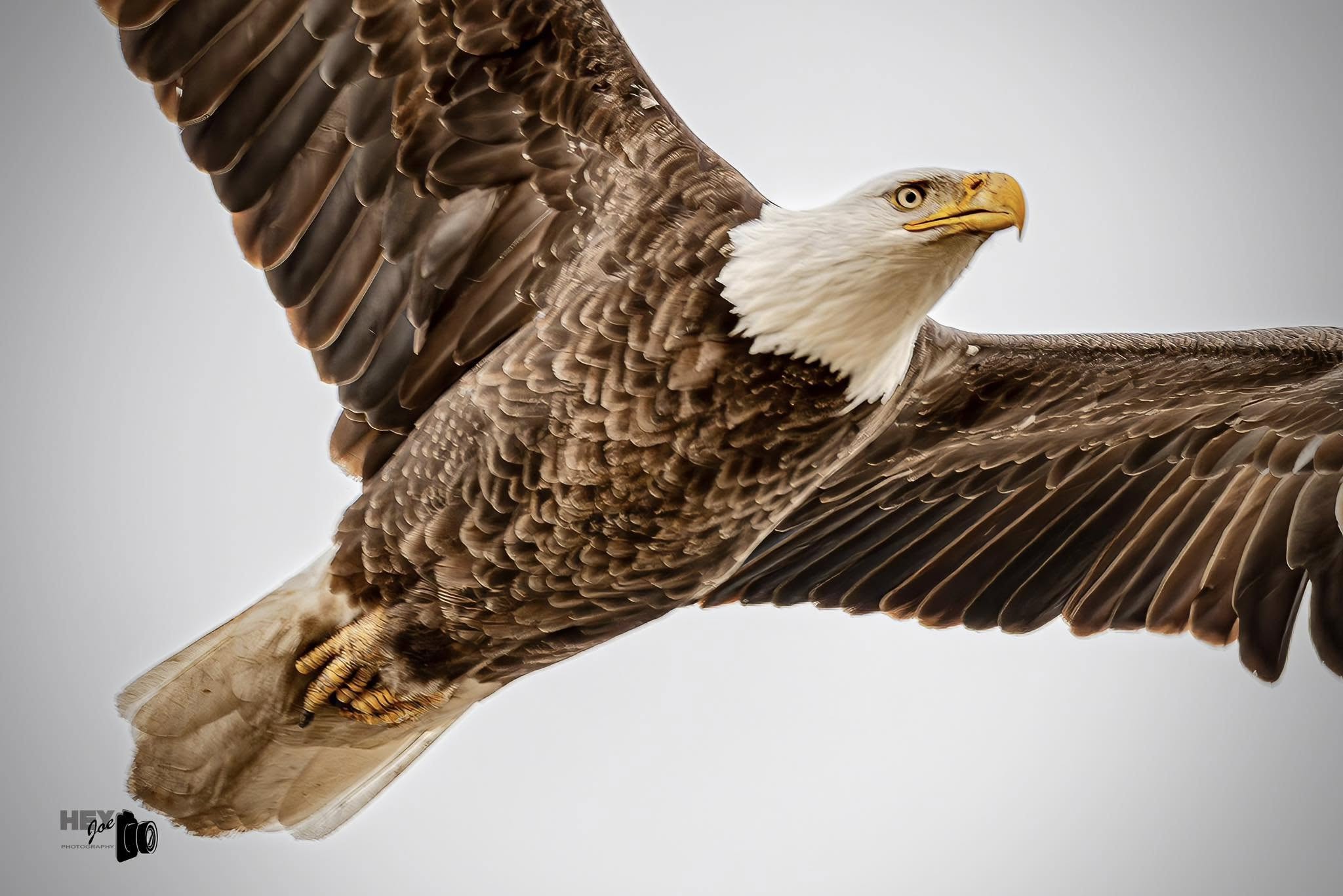 Eagle Flying Wide Wallpaper Flying Eagle HD Wallpapers 61400 Baltana