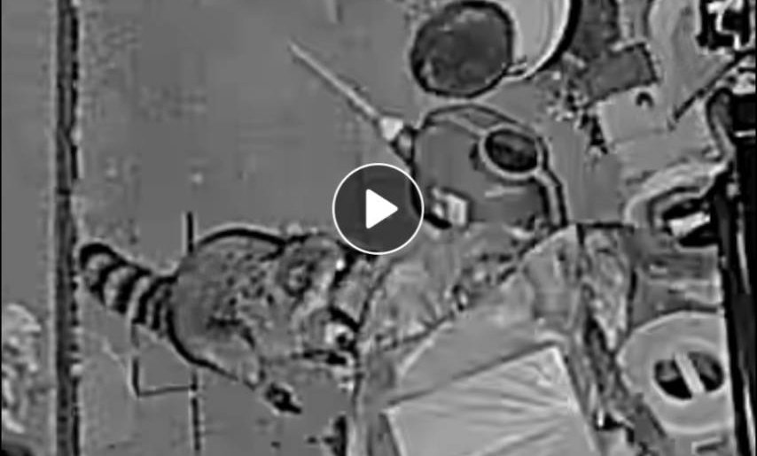 「おばあちゃん家の庭の防犯カメラ…………………(ふわっふわ…) 」キヨミ屋@春コミ新刊の漫画