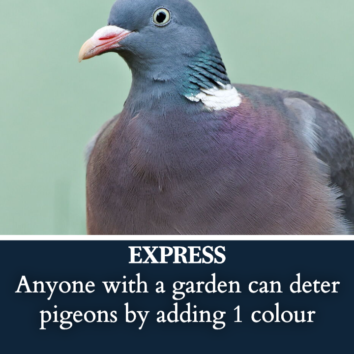 Funny Pigeon Quotes