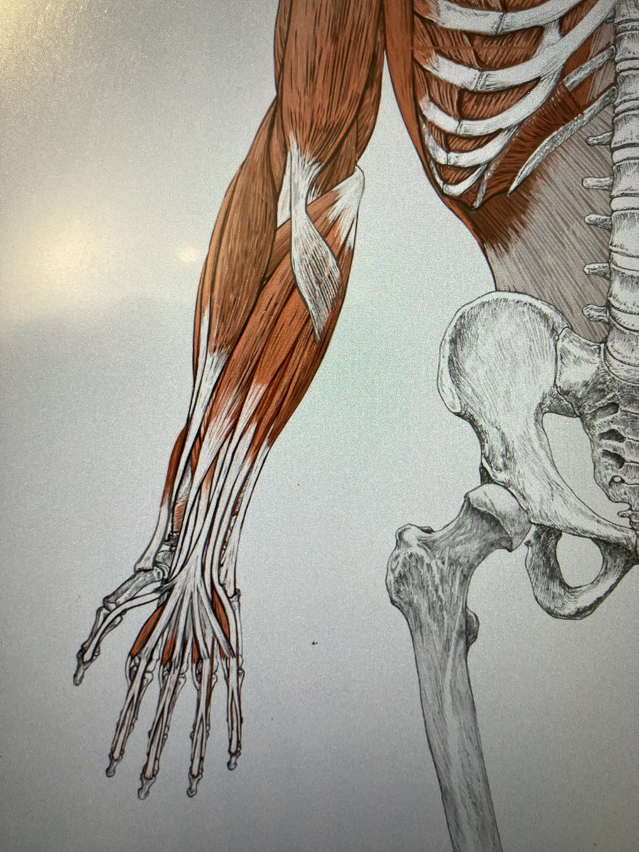 「授業後に教材の制作。まさに自転車操業。 #美術解剖学 #京都精華大学」|小田 隆 Oda Takashiのイラスト