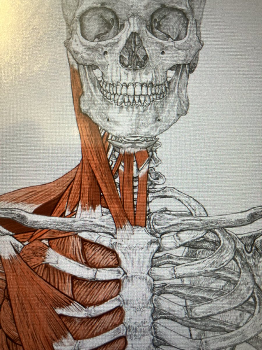 「授業後に教材の制作。まさに自転車操業。 #美術解剖学 #京都精華大学」|小田 隆 Oda Takashiのイラスト