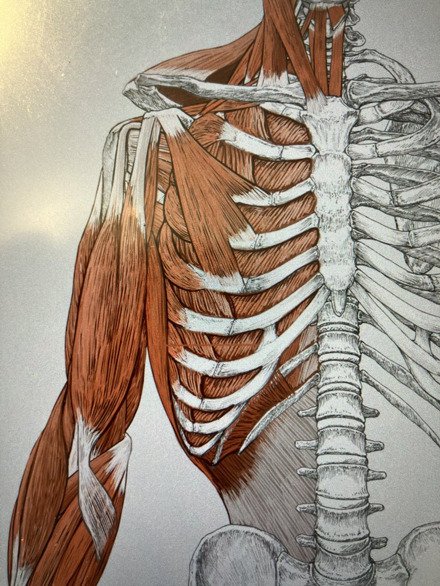 「授業後に教材の制作。まさに自転車操業。 #美術解剖学 #京都精華大学」|小田 隆 Oda Takashiのイラスト