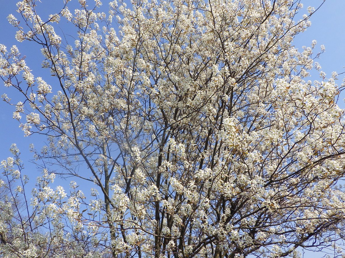 juneberry - Search / X juneberry - Search / X