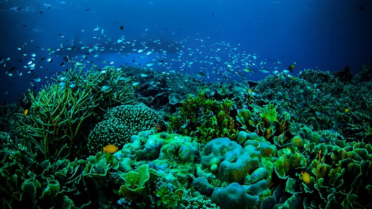 Pulau Lembeh, Pesona Permata Bawah Laut di Sulawesi Utara