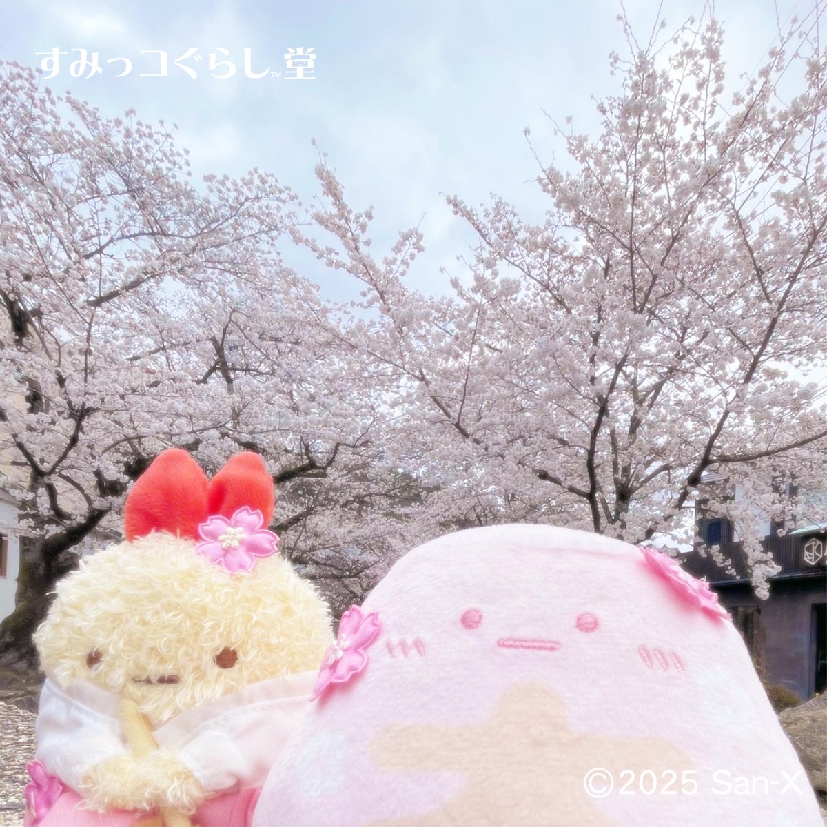 すみっコぐらし堂・開運すみっコぐらし庵 (@sg_do_official) / X すみっコぐらし堂・開運すみっコぐらし庵 (@sg_do_official) / X