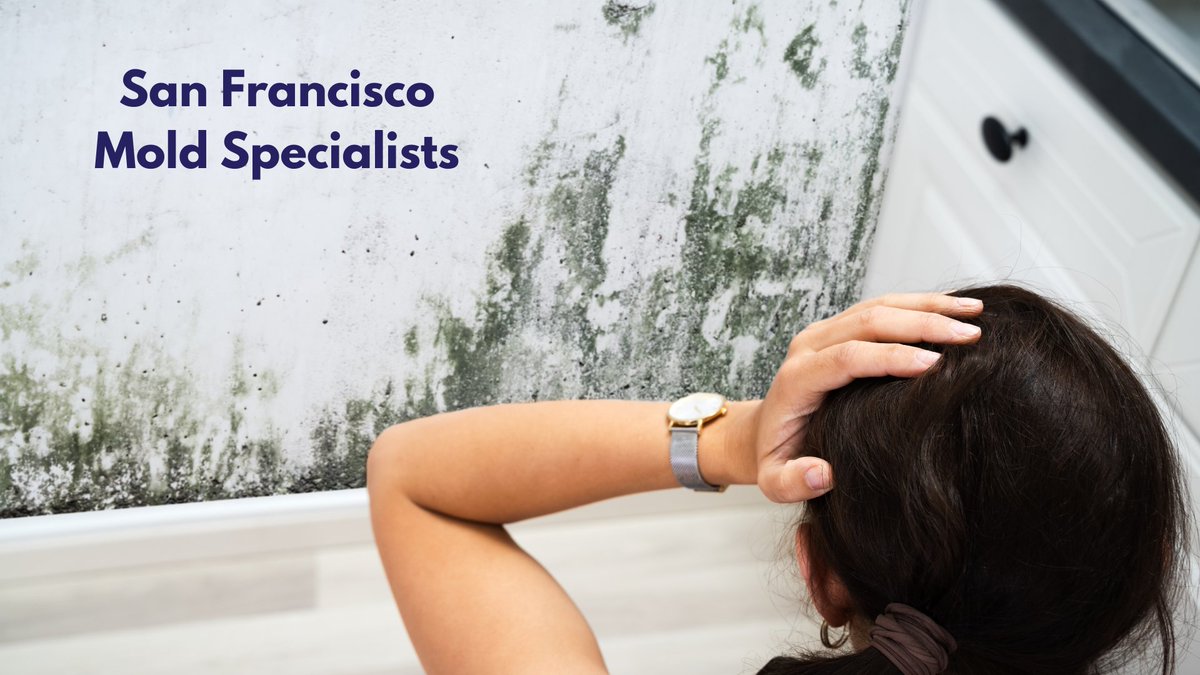 Cool Review About Mold Remediation San Francisco