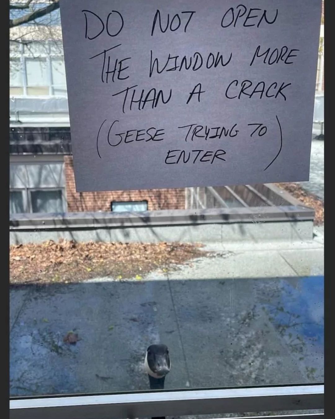 Open Window Memes The Facade Of The House With Open Windows. A Woman