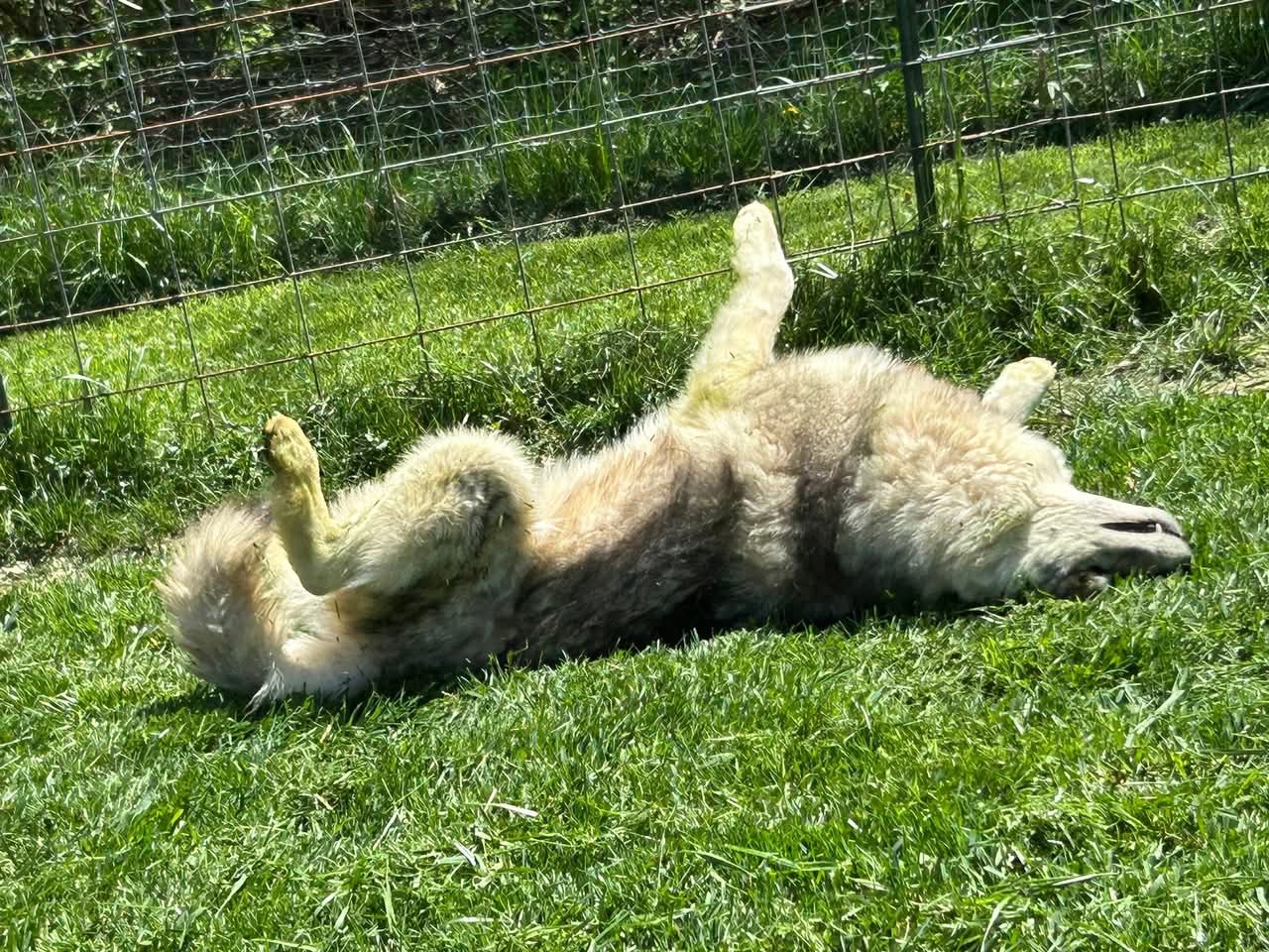 Wolf Rolling Over
