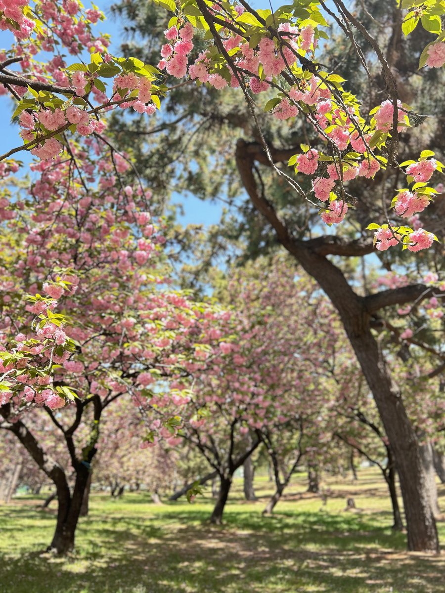 浜寺公園【公式】 on X: 浜寺公園【公式】 on X: