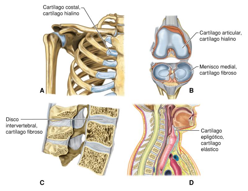 Anatomía Del Cartílago Tipos De Cartílago: Características,