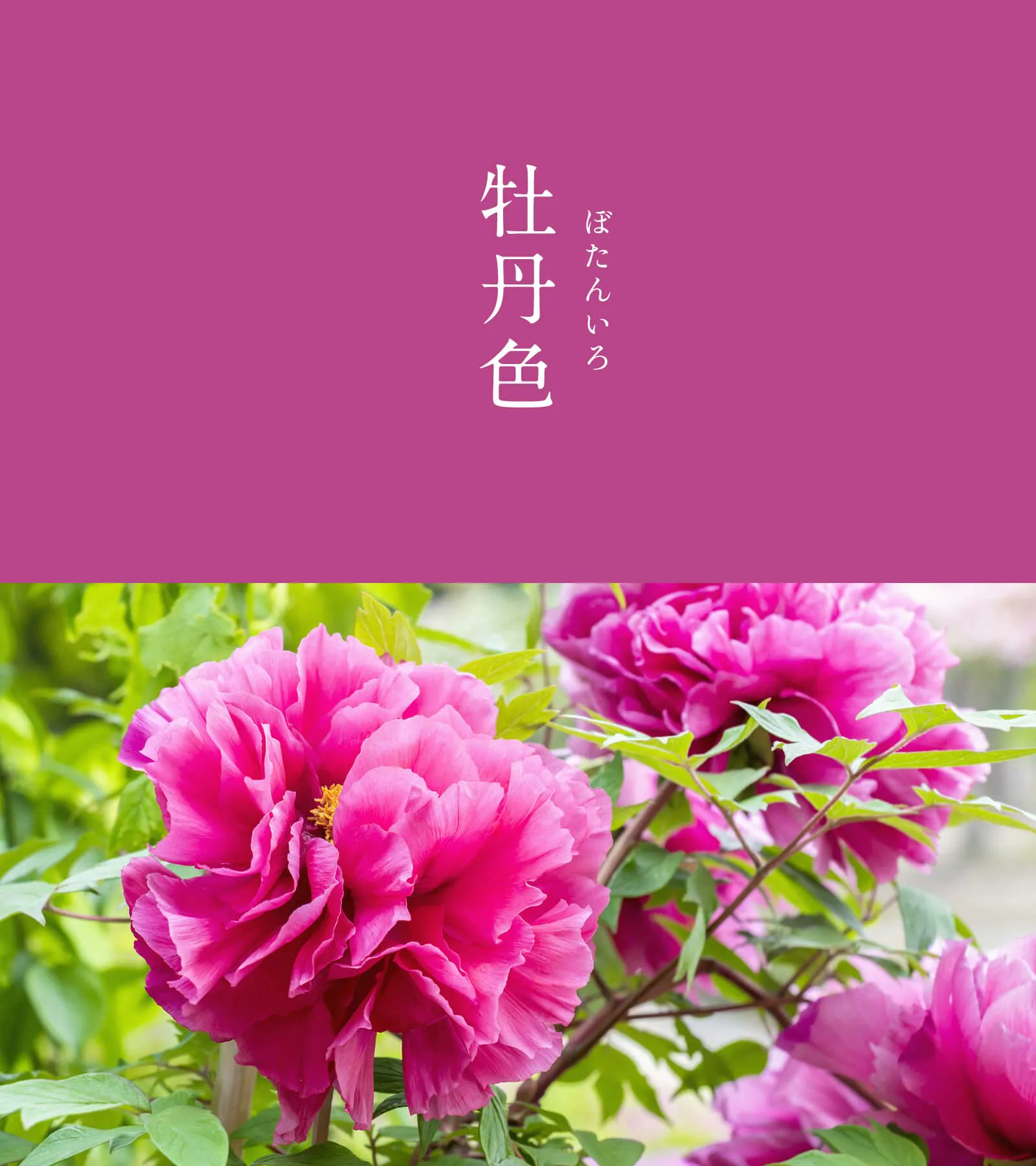 Peony Garden Tokyo in Tsukuba つくば牡丹園 公式 Peony Garden Tokyo in Tsukuba つくば牡丹園 公式