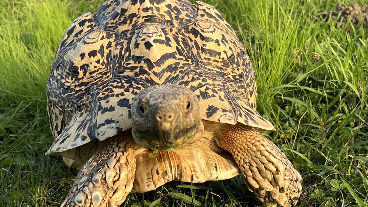 tsuka(@ss_tsuka) - Twilog (ツイログ)