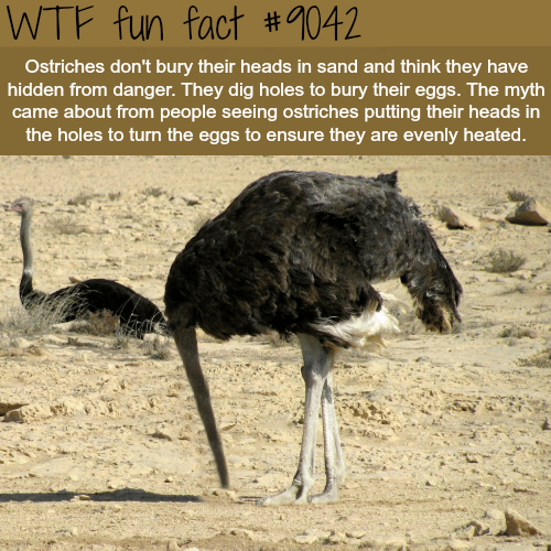 Ostriches Dont Hide Their Heads In The Sand Do Ostriches Really Bury
