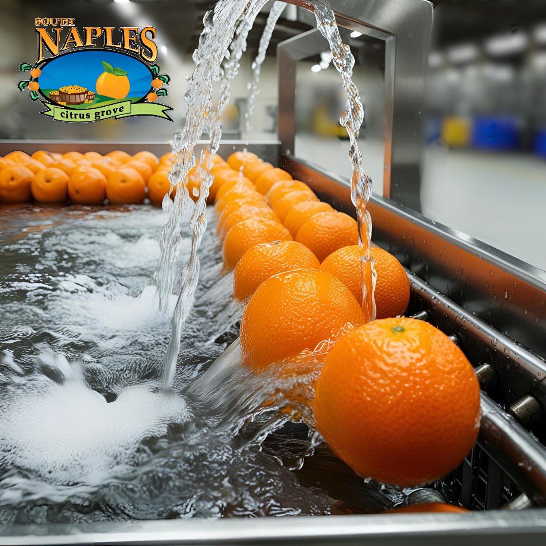 South Naples Citrus Grove (@NaplesCitrus) / Posts / X
