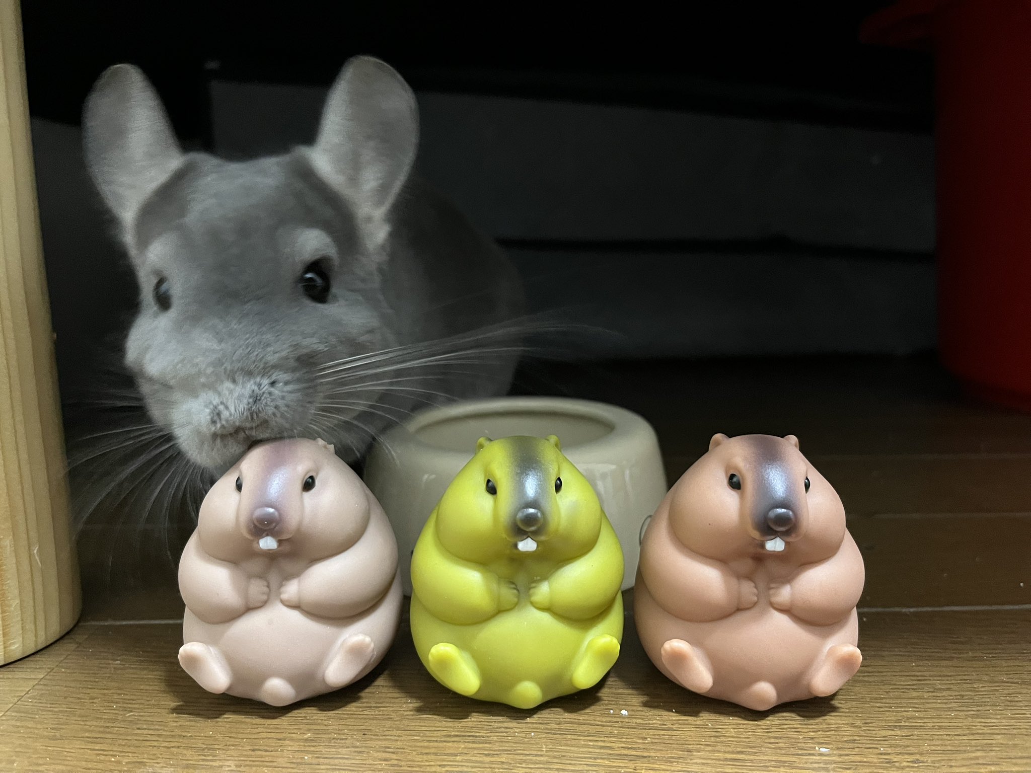 チンチラのすみれと飼い主ゆみ on X: チンチラのすみれと飼い主ゆみ on X: