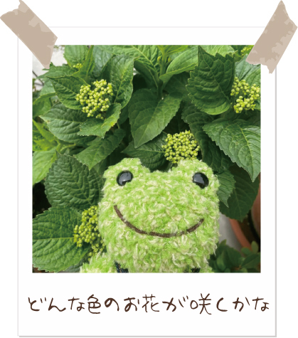 かえるのピクルス/pickles the frog (@picklesthefrog6) / X かえるのピクルス/pickles the frog (@picklesthefrog6) / X