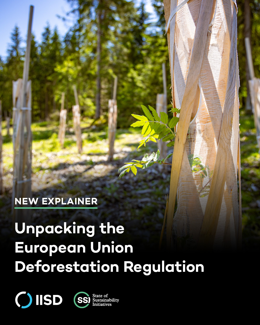 Deforestation Icon