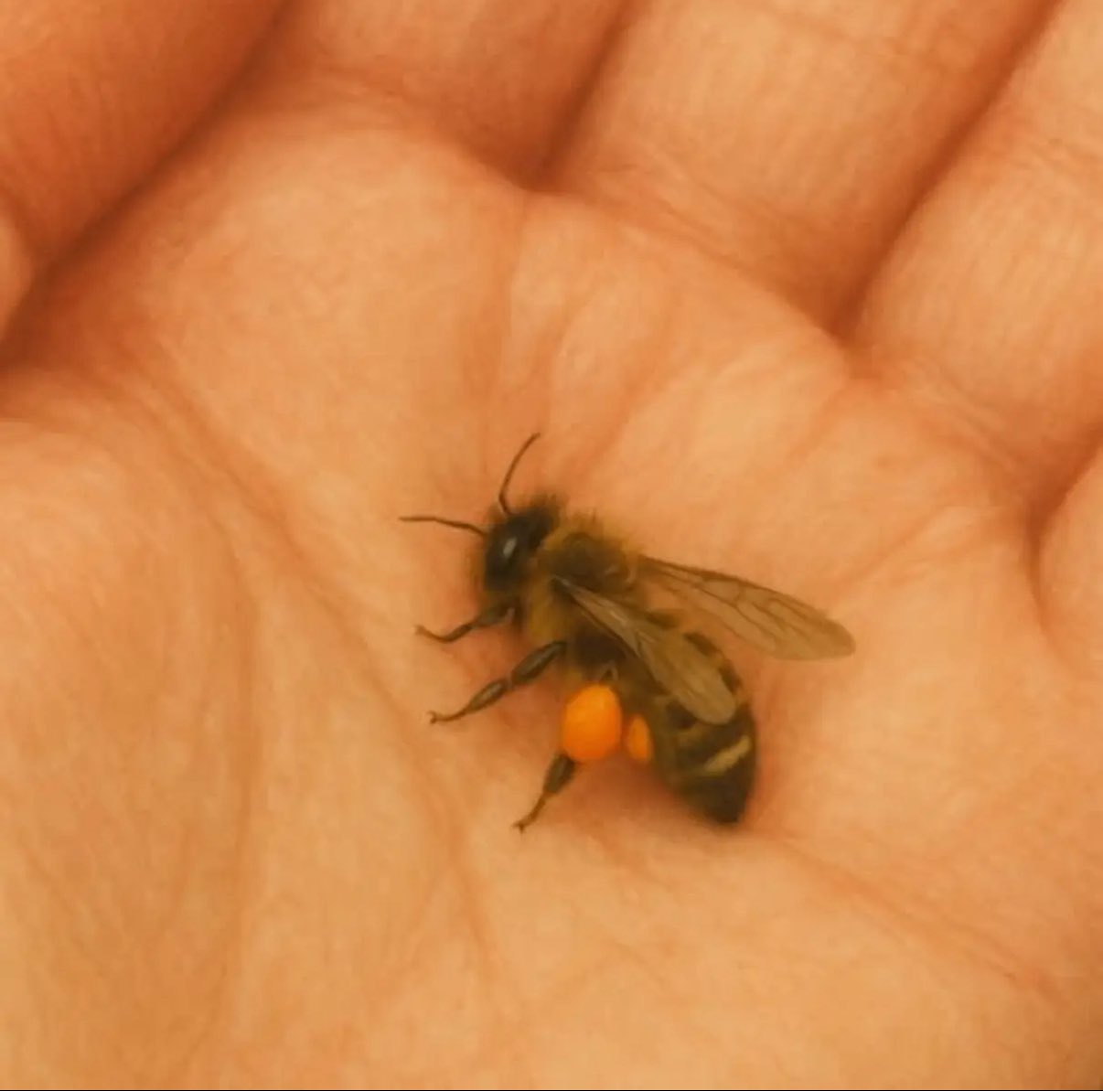 The Bee’s Silent Death: A Call to Protect Our Pollinators – New and Tips