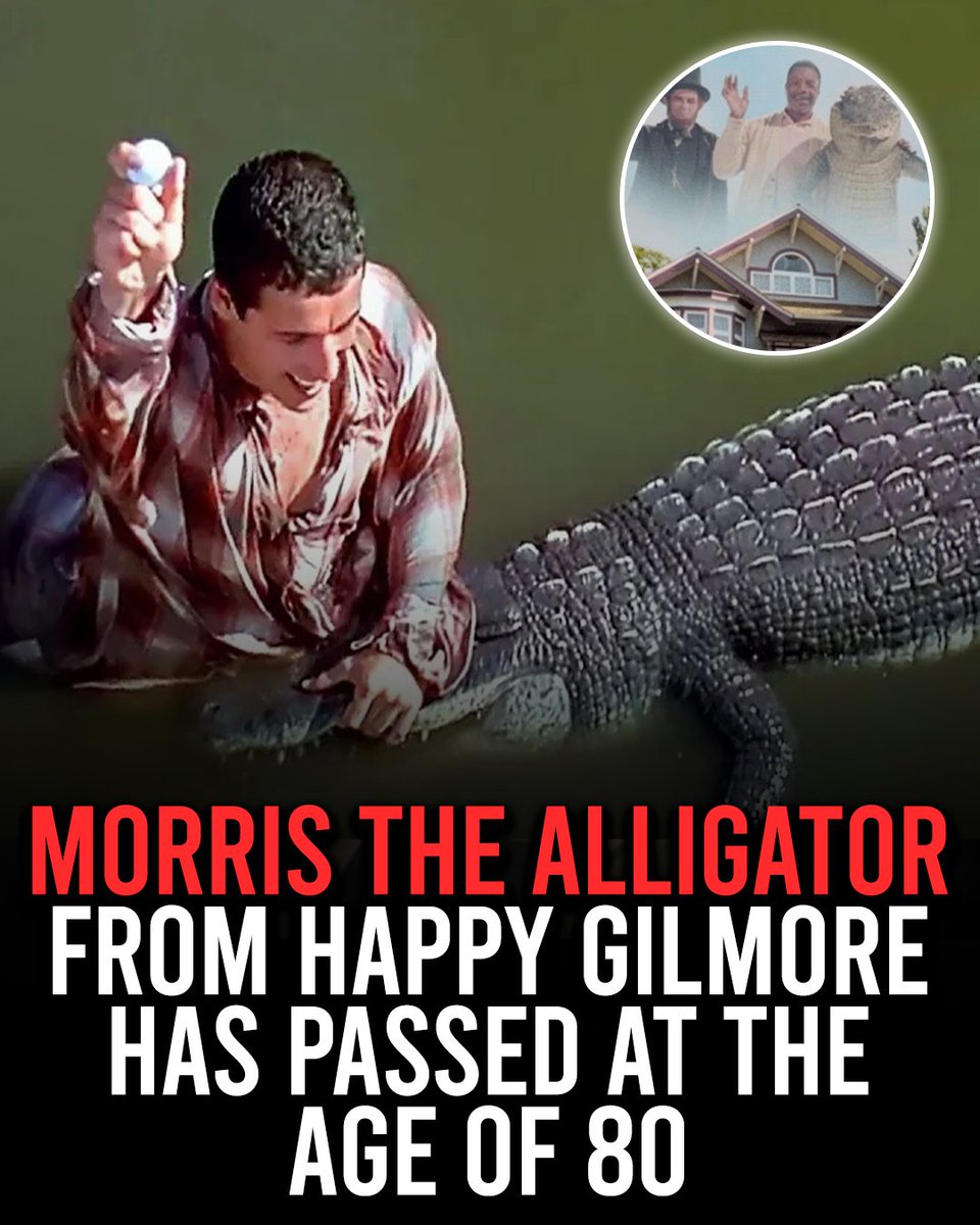 Morris, 'Happy Gilmore' Alligator, Dies at 80, Weighed 640 Pounds at ...