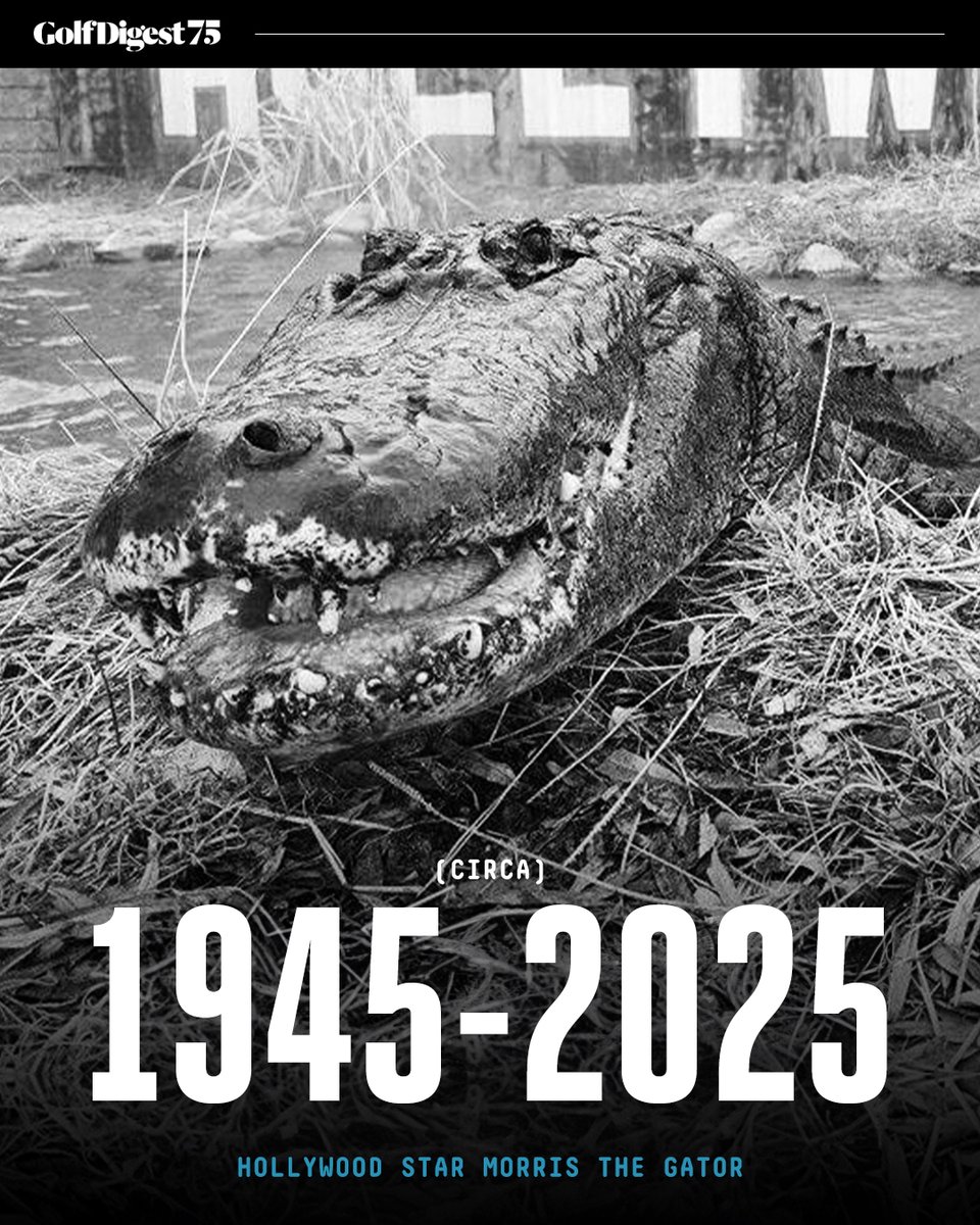 Morris, 'Happy Gilmore' Alligator, Dies at 80, Weighed 640 Pounds at ...