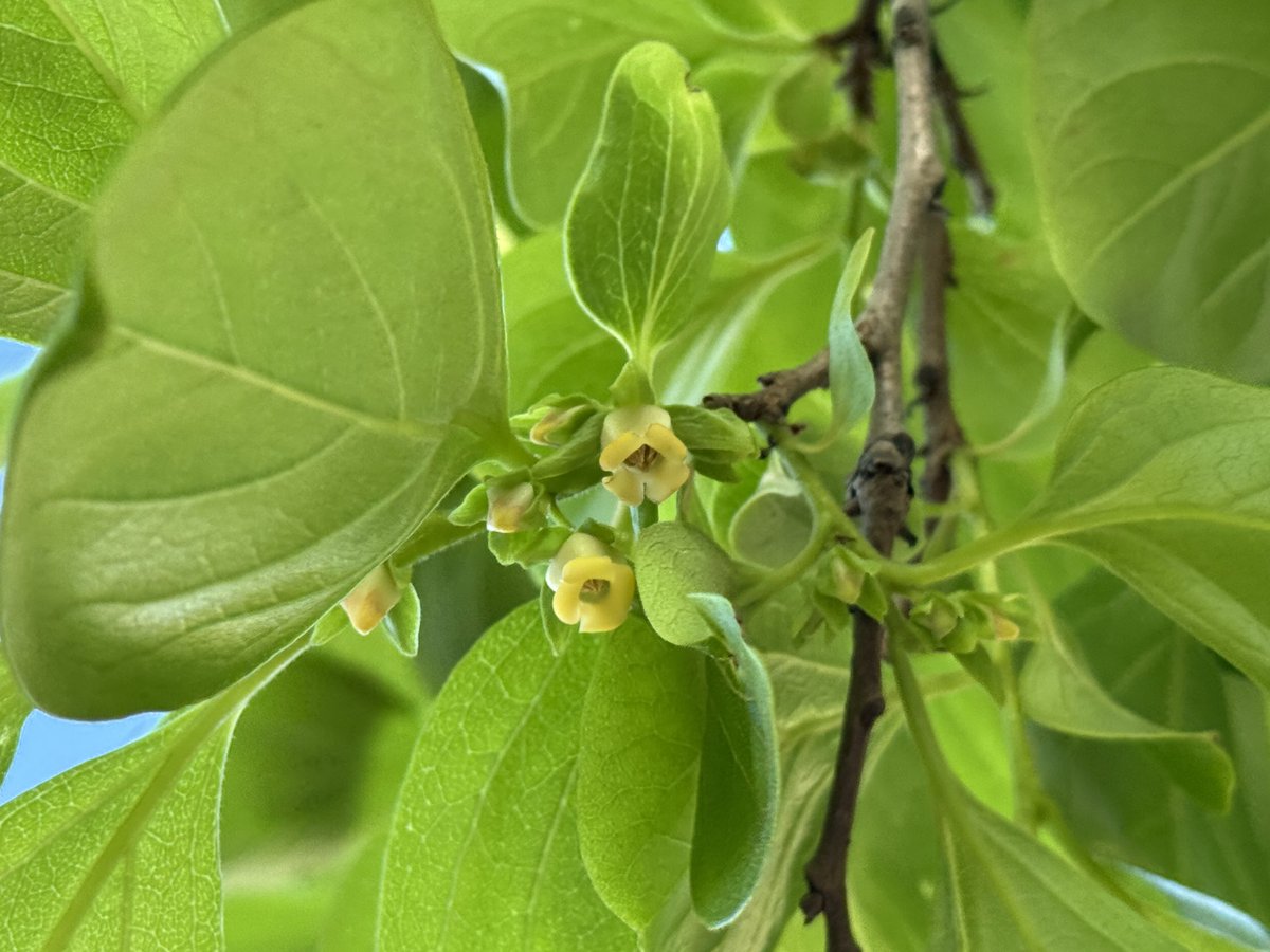 Ryusuke IMURA(@tigers_1964) - Twilog (ツイログ)