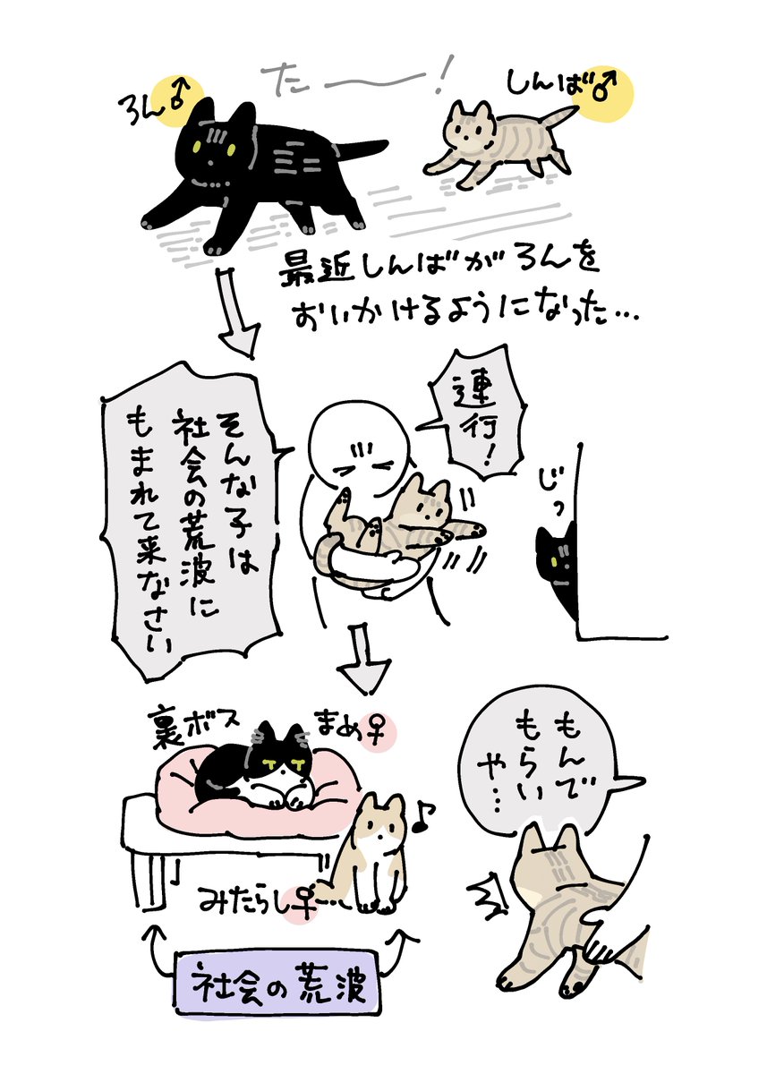 6/10] 先住猫の洗礼 」AKR🌱7巻でますの漫画