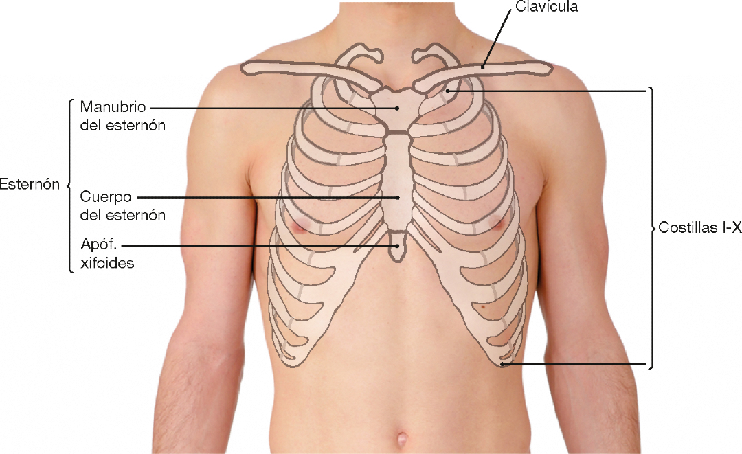 Anatomía Del Tórax Del Cuerpo Humano