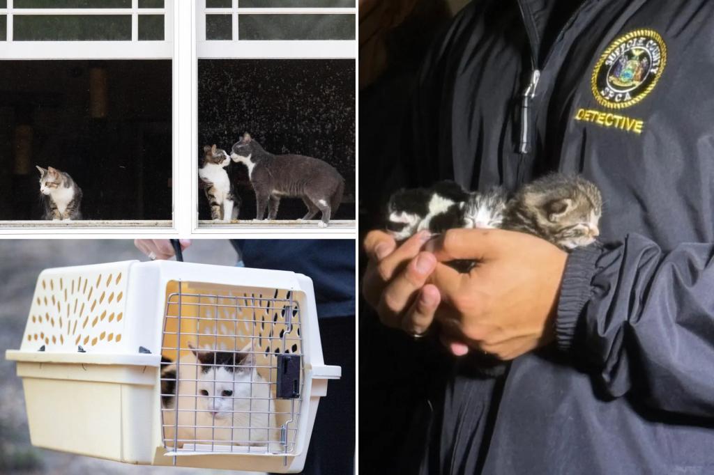 Human Remains, Decomposed Body, and 100 Dead Cats Found in Long Island ...
