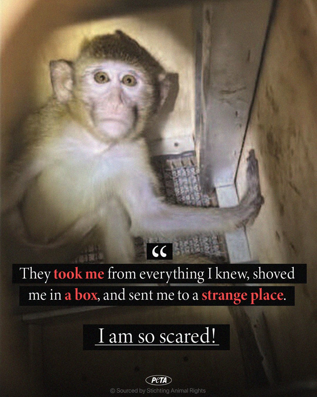 Trained Monkey Memes