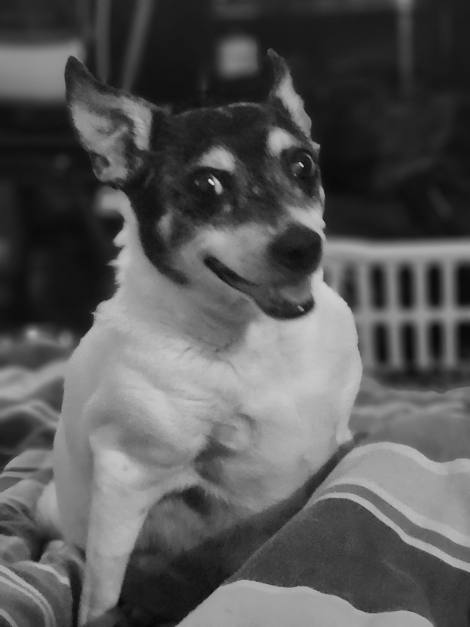 Lucky Dog Remembering A