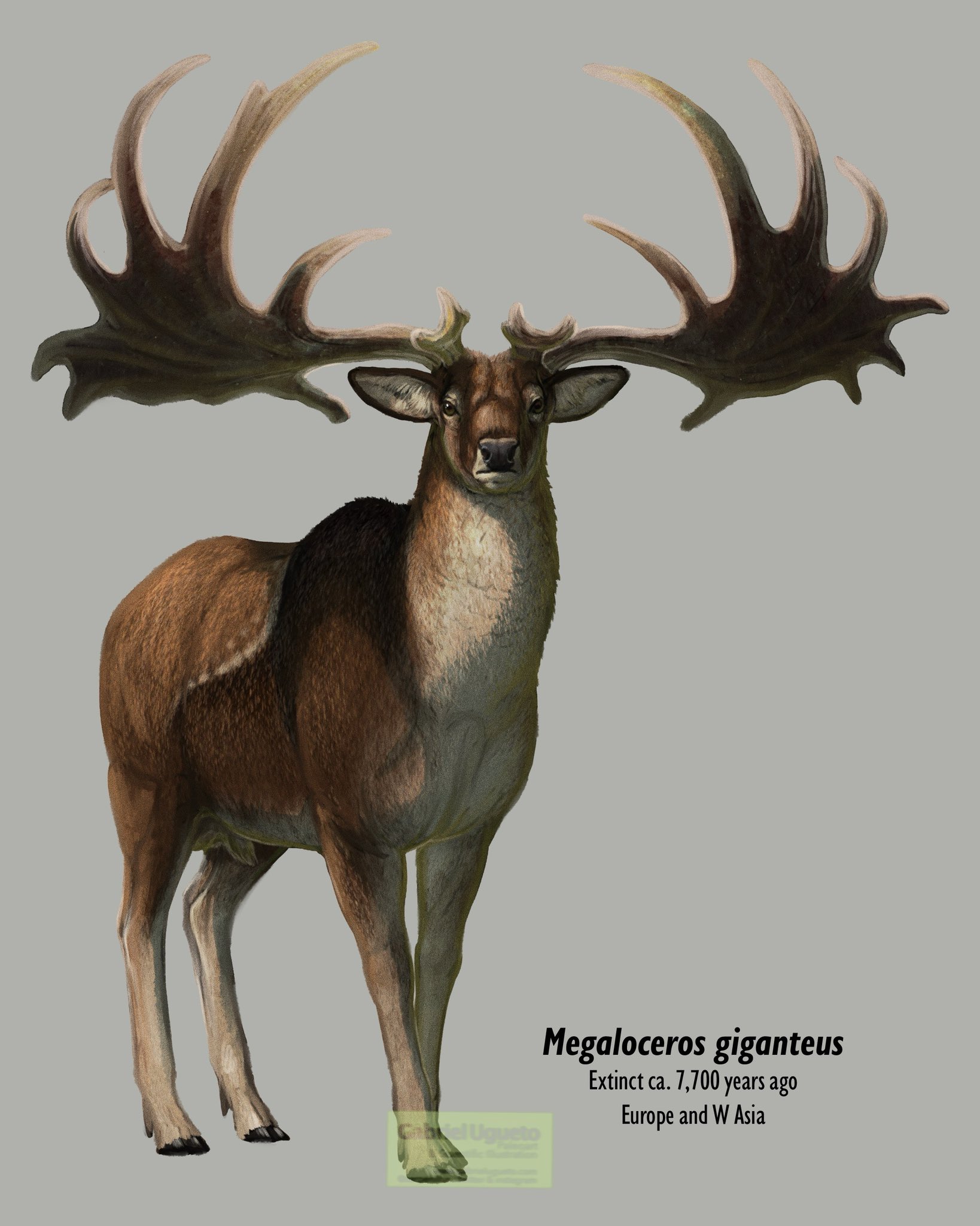 Huge Deer Whoa, A 'Deer,' A Giant Deer, Turning Heads At McNay Art