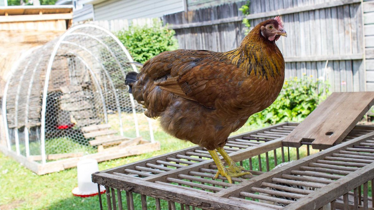 FDA Recalls Cucumbers From Bedner Growers After Salmonella Outbreak ...