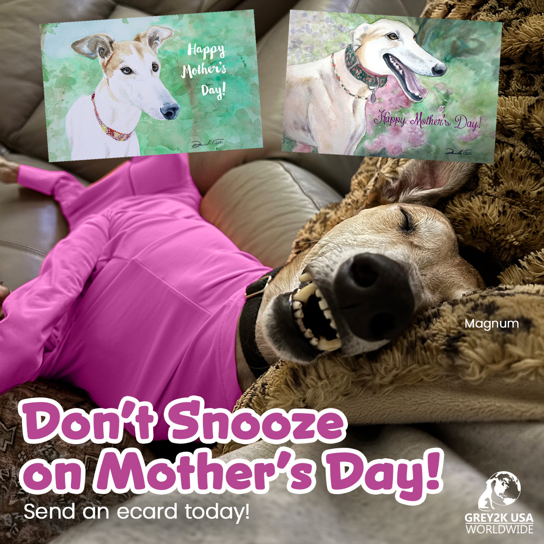 Extreme Weather And Greyhound Racing Grey2k Usa Worldwide